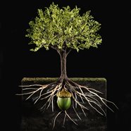 The Value Premium Of Organic Growth McKinsey